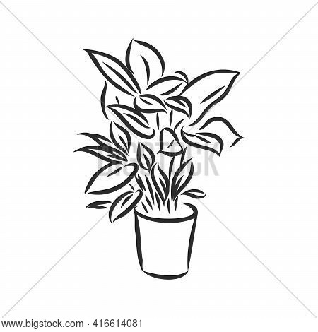 Line Art Plant Pot. Vector & Photo (Free Trial) | Bigstock