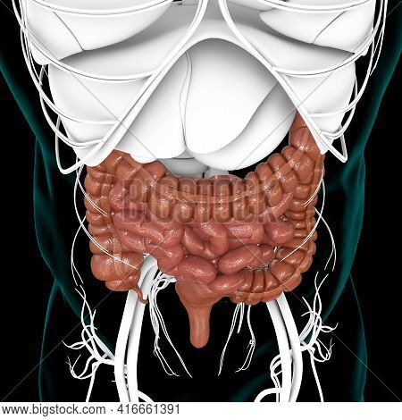 Small Large Intestine Image & Photo (Free Trial) | Bigstock