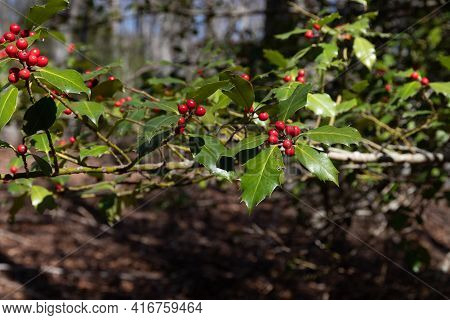 Mistletoe On Sunny Image & Photo (Free Trial) | Bigstock