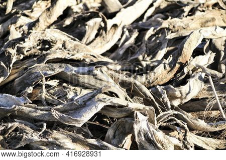 Dry Dead Agave Leaves Image & Photo (Free Trial) | Bigstock