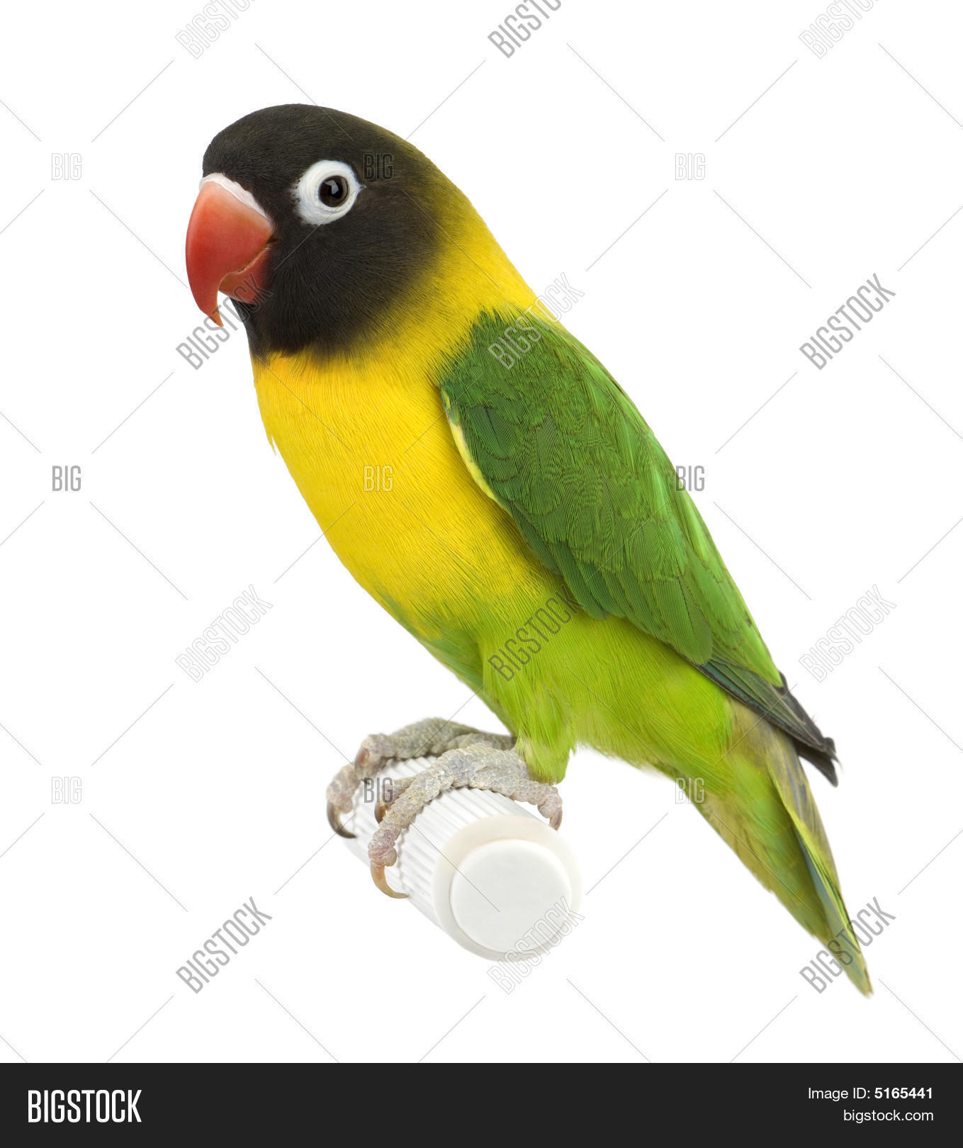 Masked Lovebird - Image & Photo (Free Trial) | Bigstock
