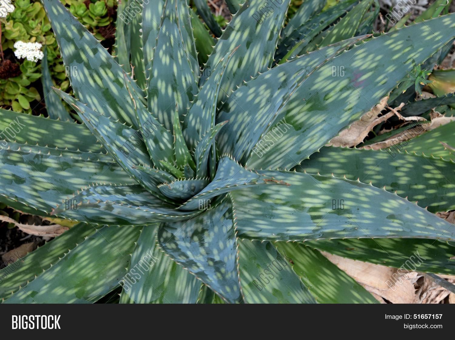 Xerophyten Pflanzen Trockenmauer 01 - Daten und Pflanzen