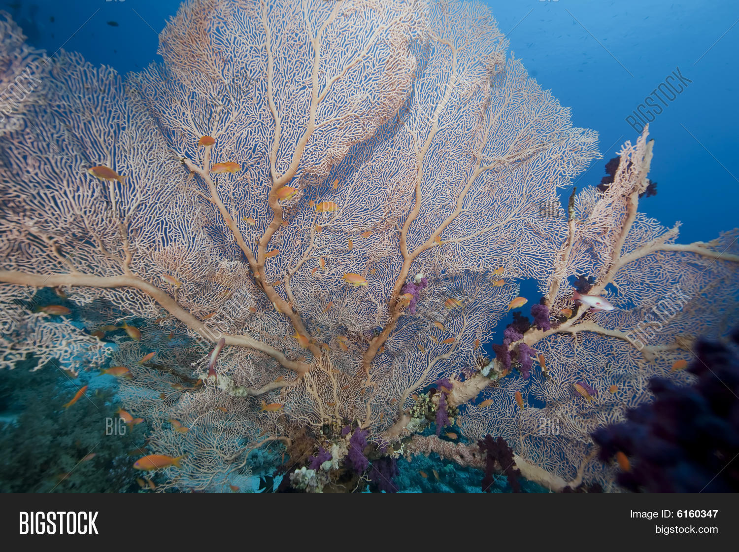 Seafan Fish Image & Photo (Free Trial) | Bigstock