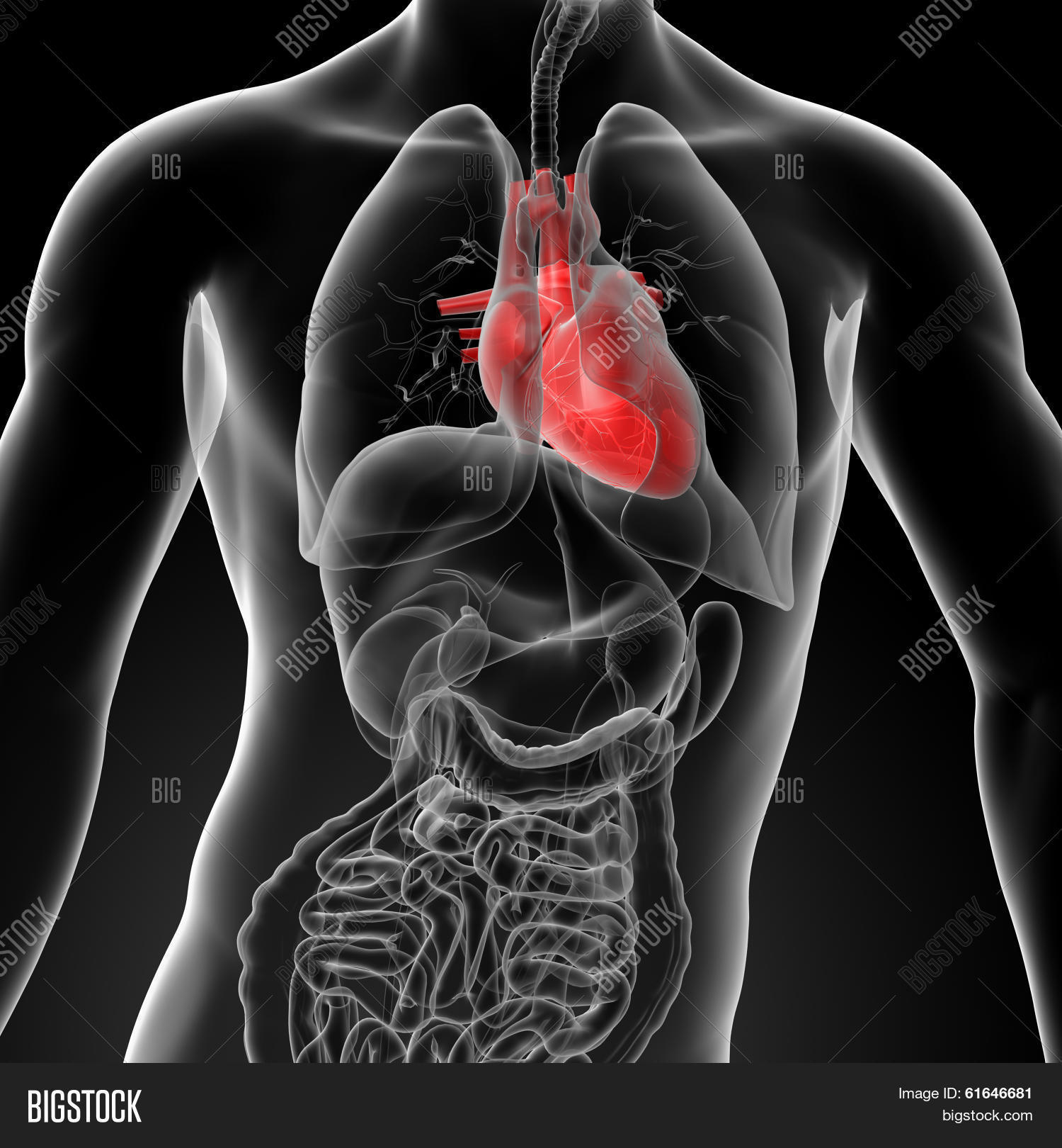 3d Render Human Heart Image & Photo (Free Trial) | Bigstock