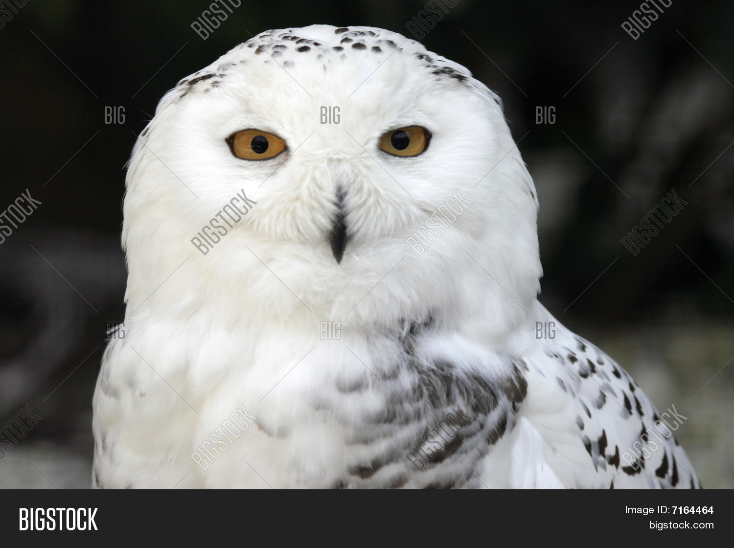 Snow Owl Image & Photo (Free Trial) | Bigstock