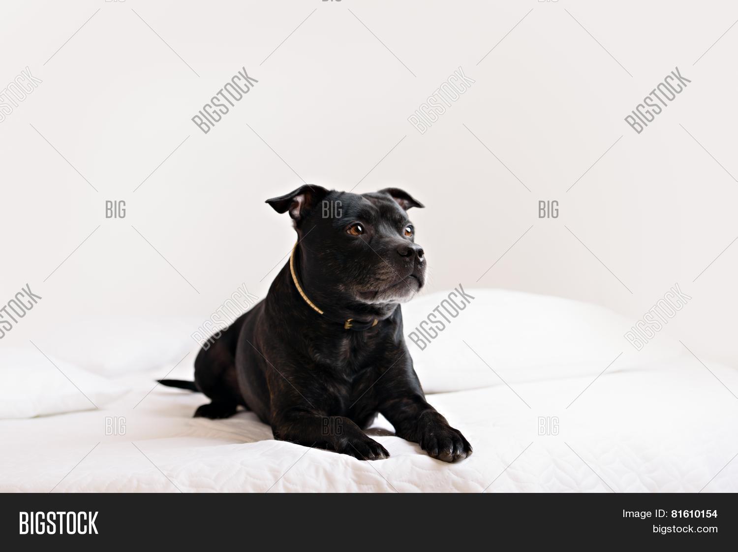 Staffie Portrait. Image & Photo (Free Trial) | Bigstock