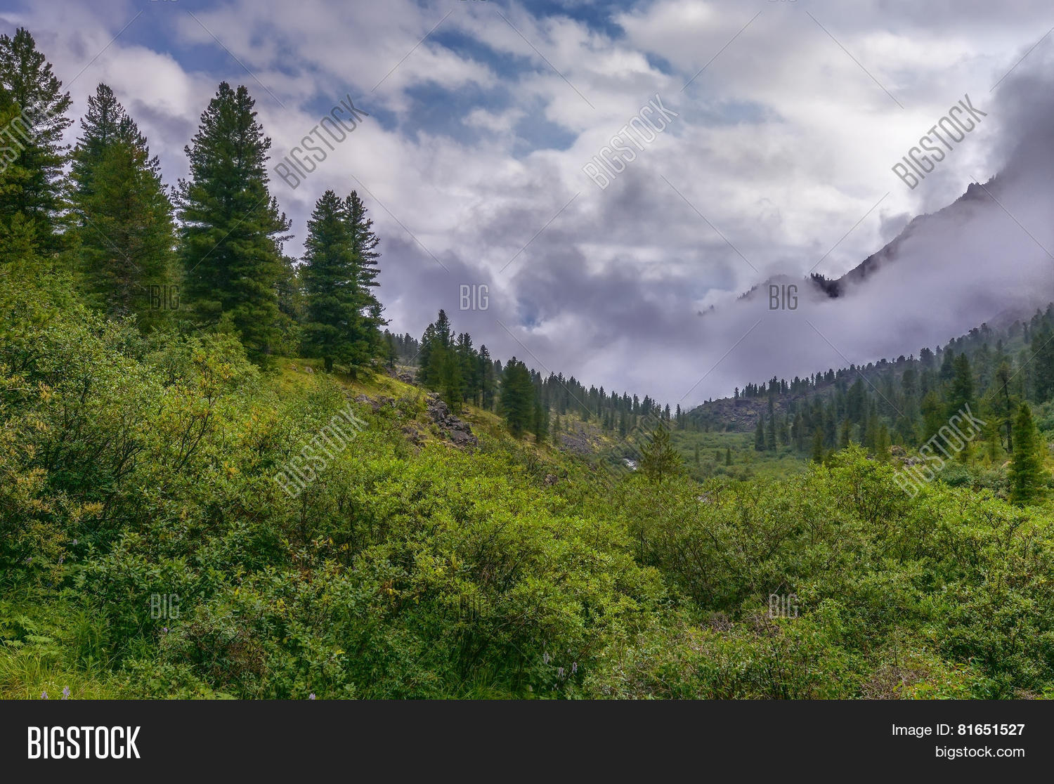 Dense Bushland Image & Photo (Free Trial) | Bigstock