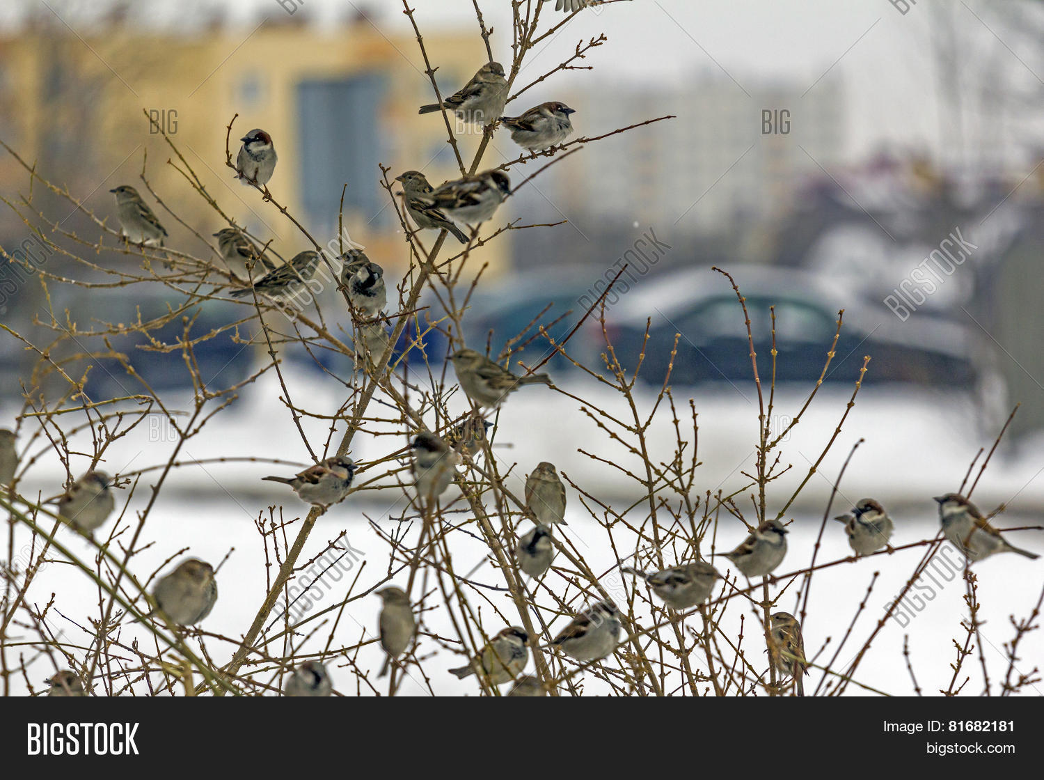 Group Sparrows On Image & Photo (Free Trial) | Bigstock