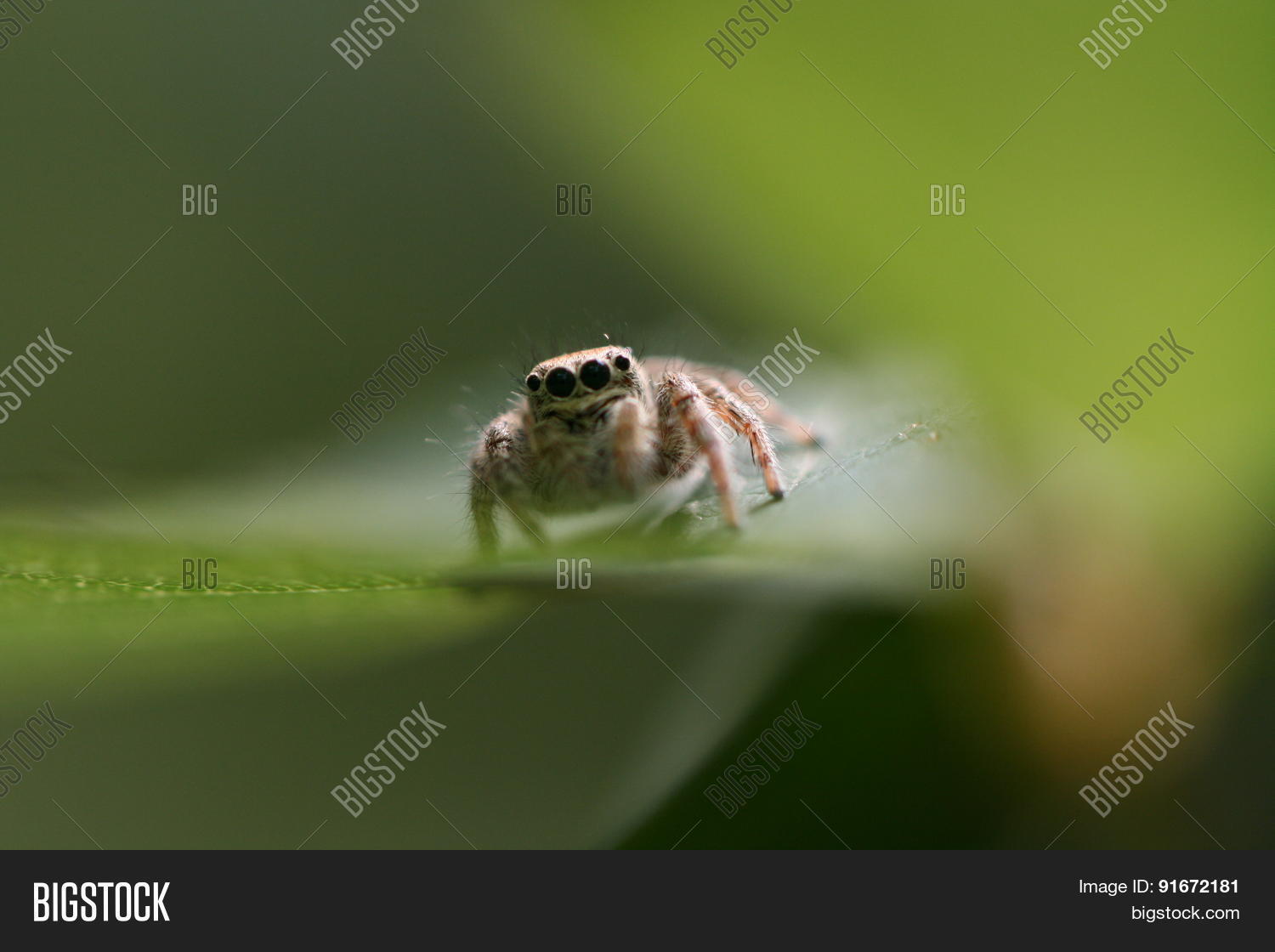 Jump Spider Feature Image & Photo (Free Trial) | Bigstock