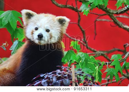 Panda Front View Images, Illustrations & Vectors (Free) - Bigstock