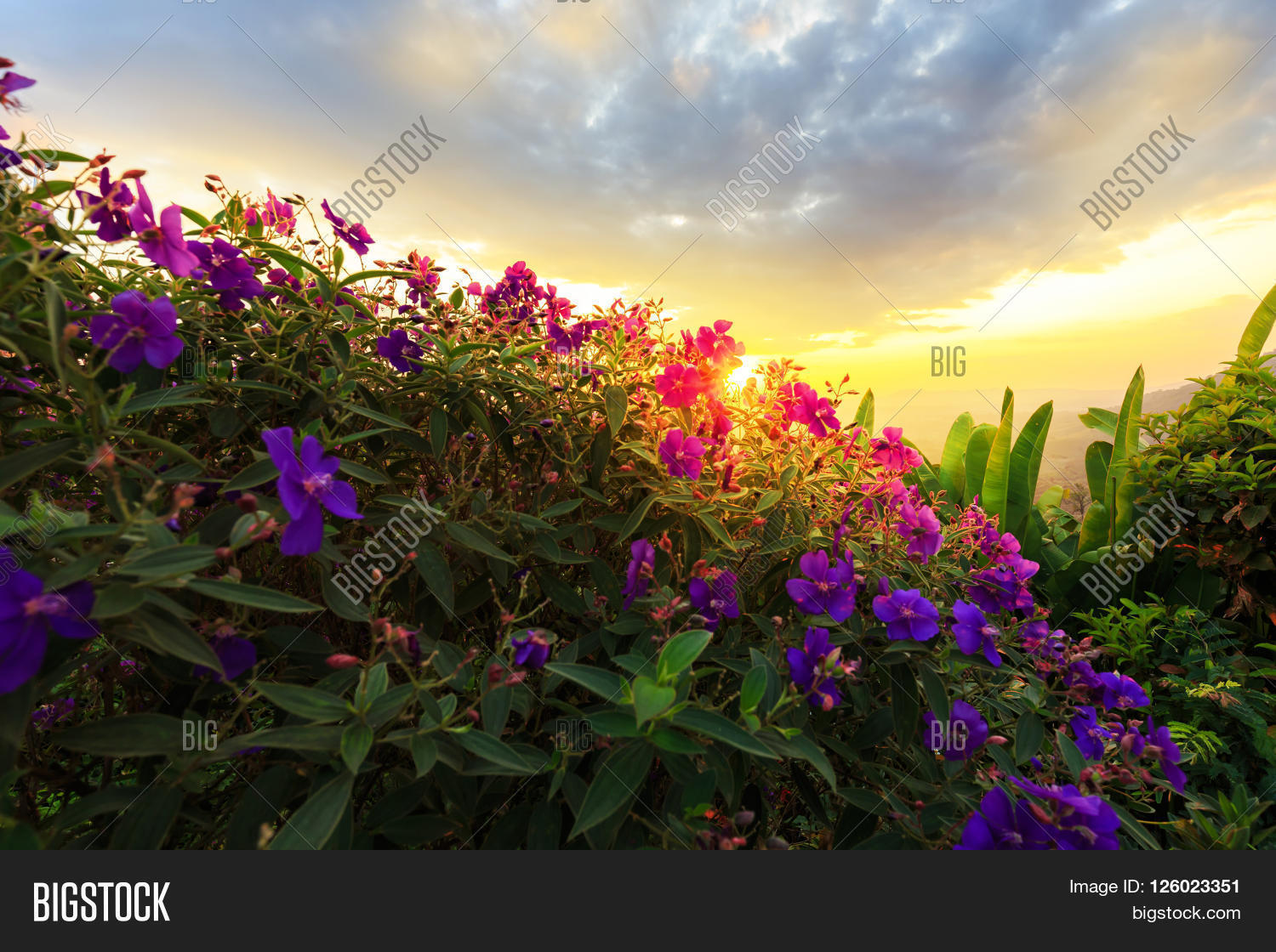 Purple Princess Flower Image & Photo (Free Trial) | Bigstock