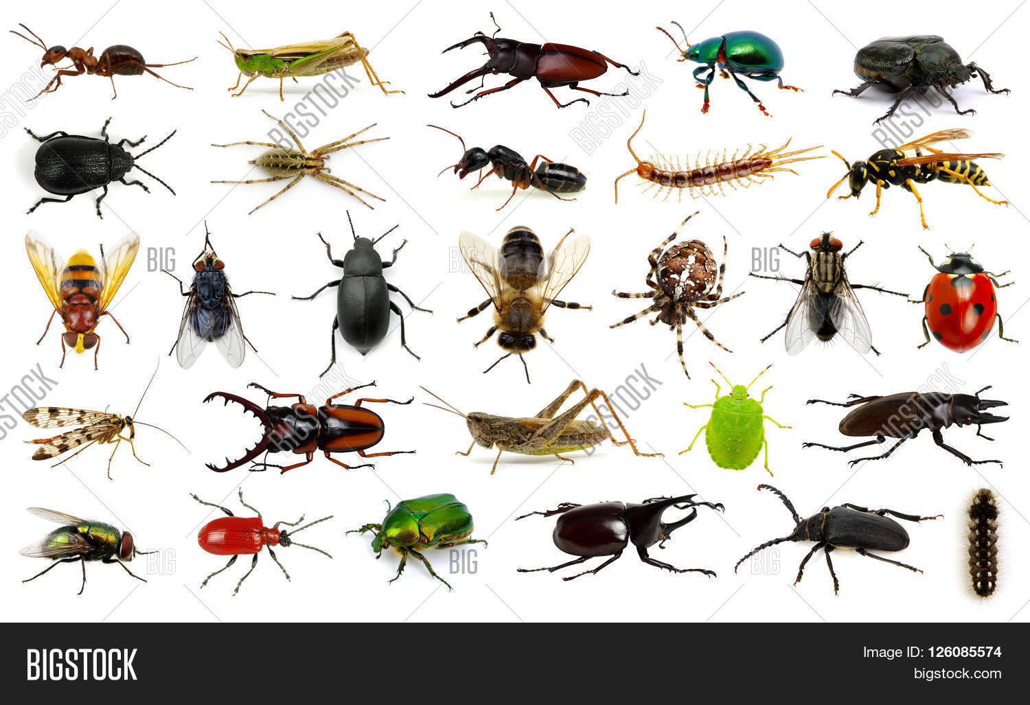 Set Insects On White Image & Photo (Free Trial) | Bigstock