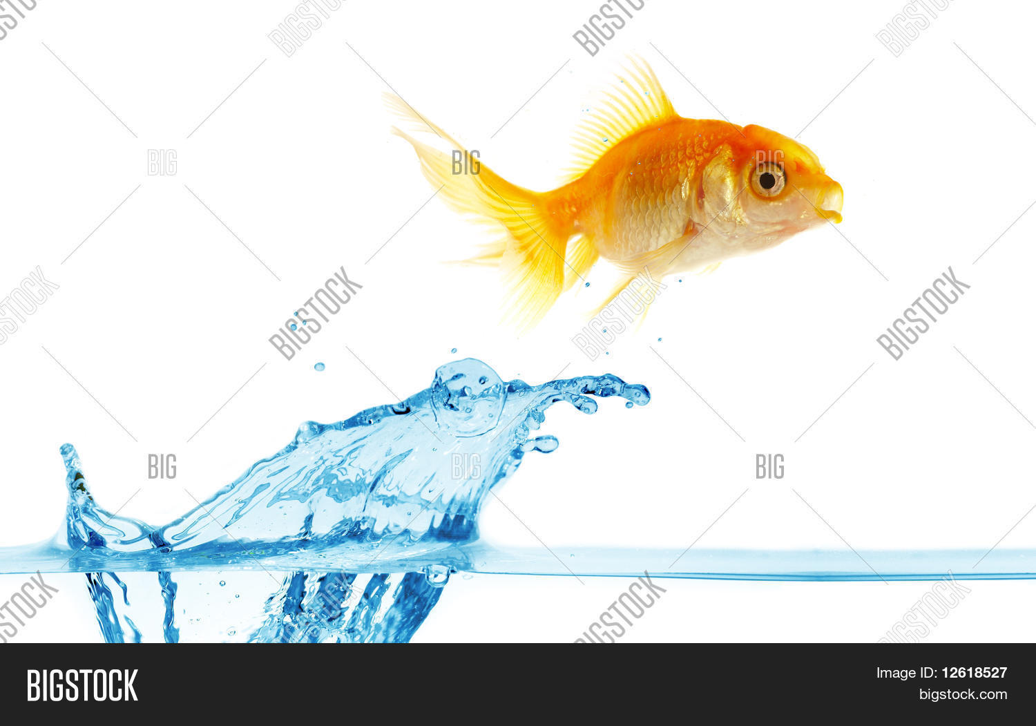 Gold Small Fish Jumps Image & Photo (Free Trial) | Bigstock