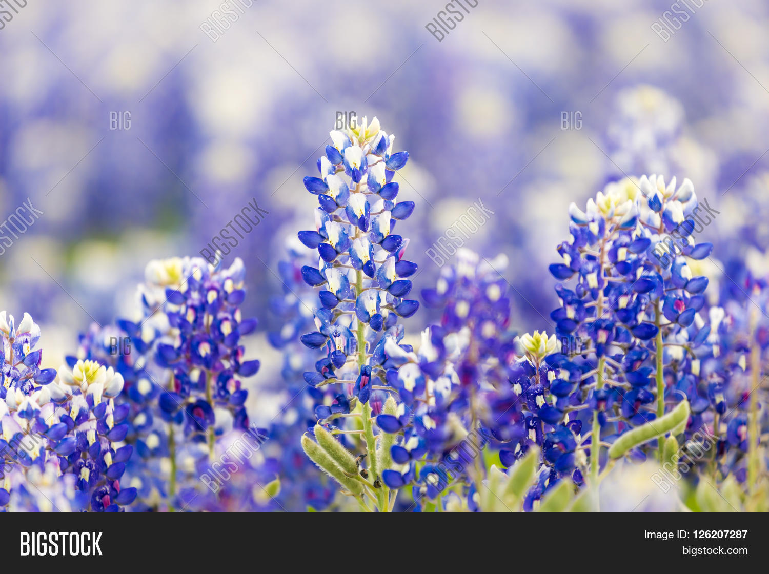 Texas Wildflower - Image & Photo (Free Trial) | Bigstock