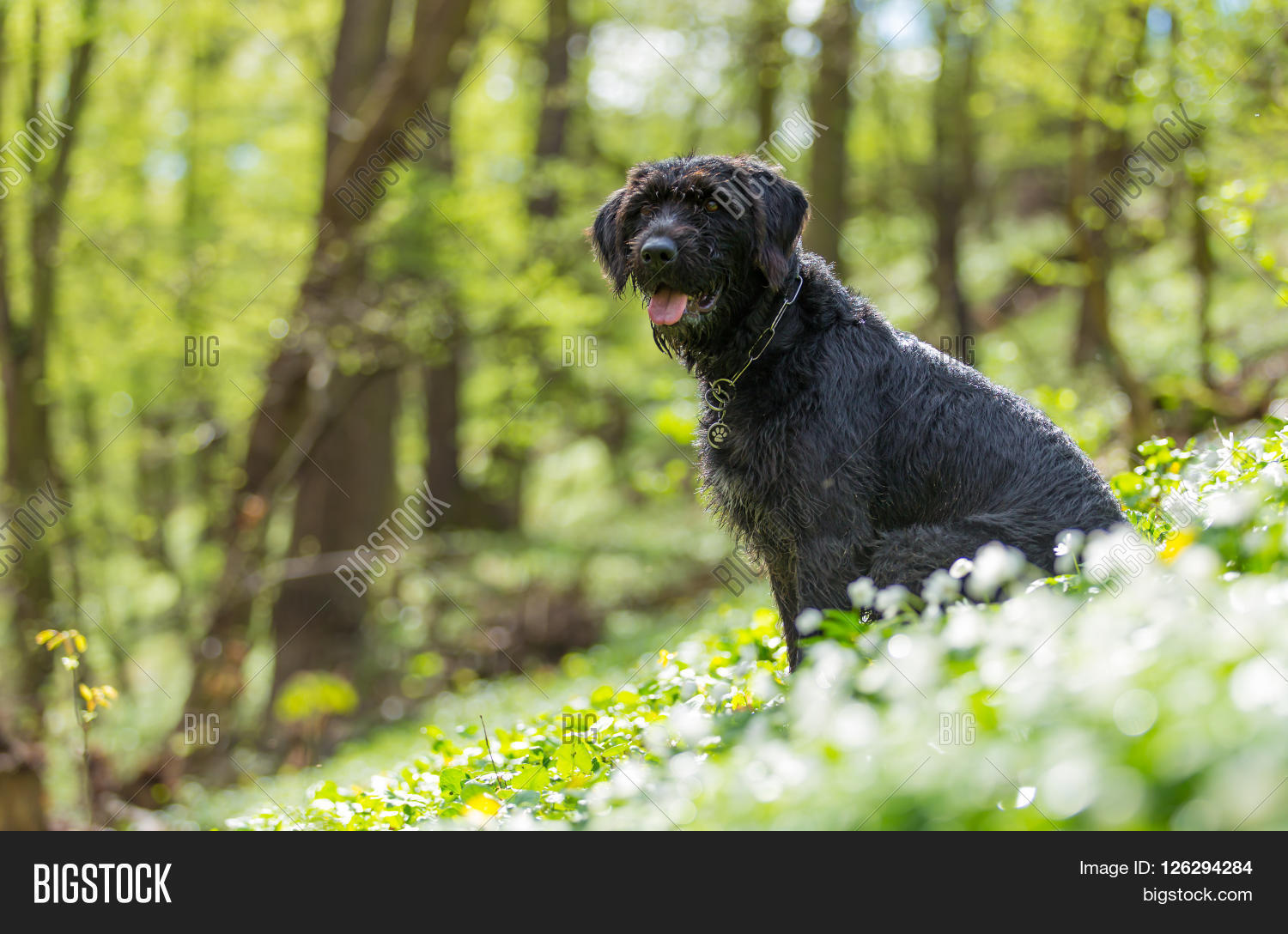 Beautiful Mutt Black Image & Photo (Free Trial) | Bigstock