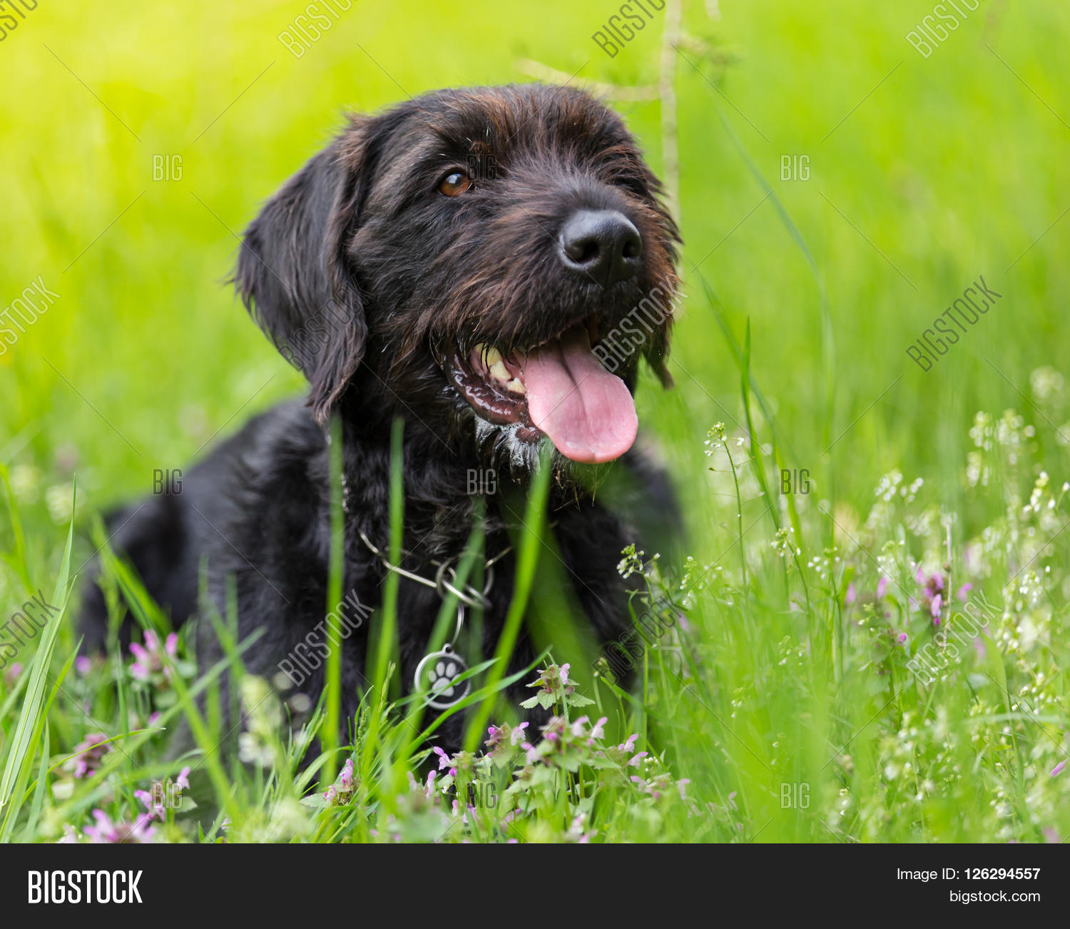 Beautiful Mutt Black Image & Photo (Free Trial) | Bigstock