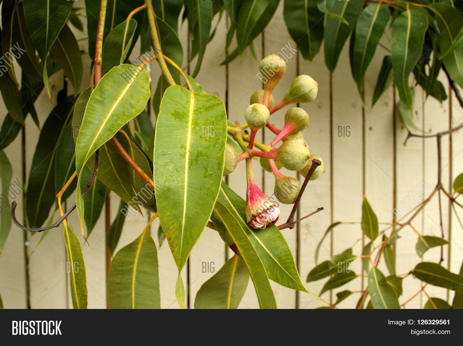 Australian Gum Tree ( Image & Photo (Free Trial) | Bigstock