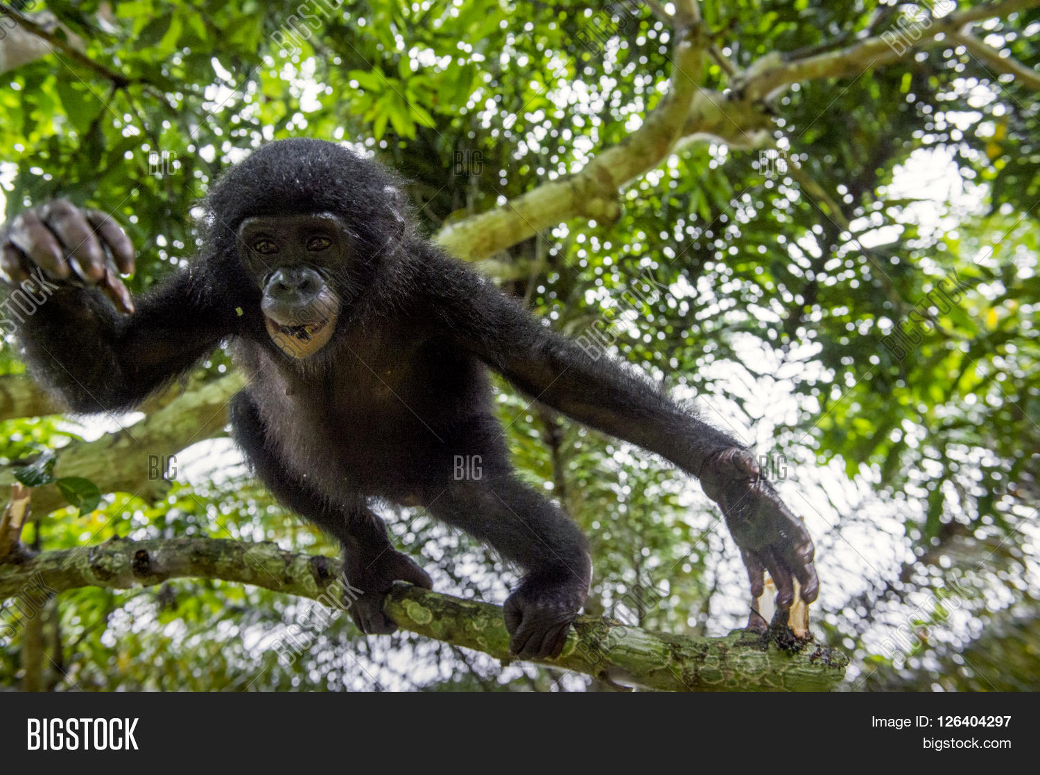 Portrait Jumping Image & Photo (Free Trial) | Bigstock