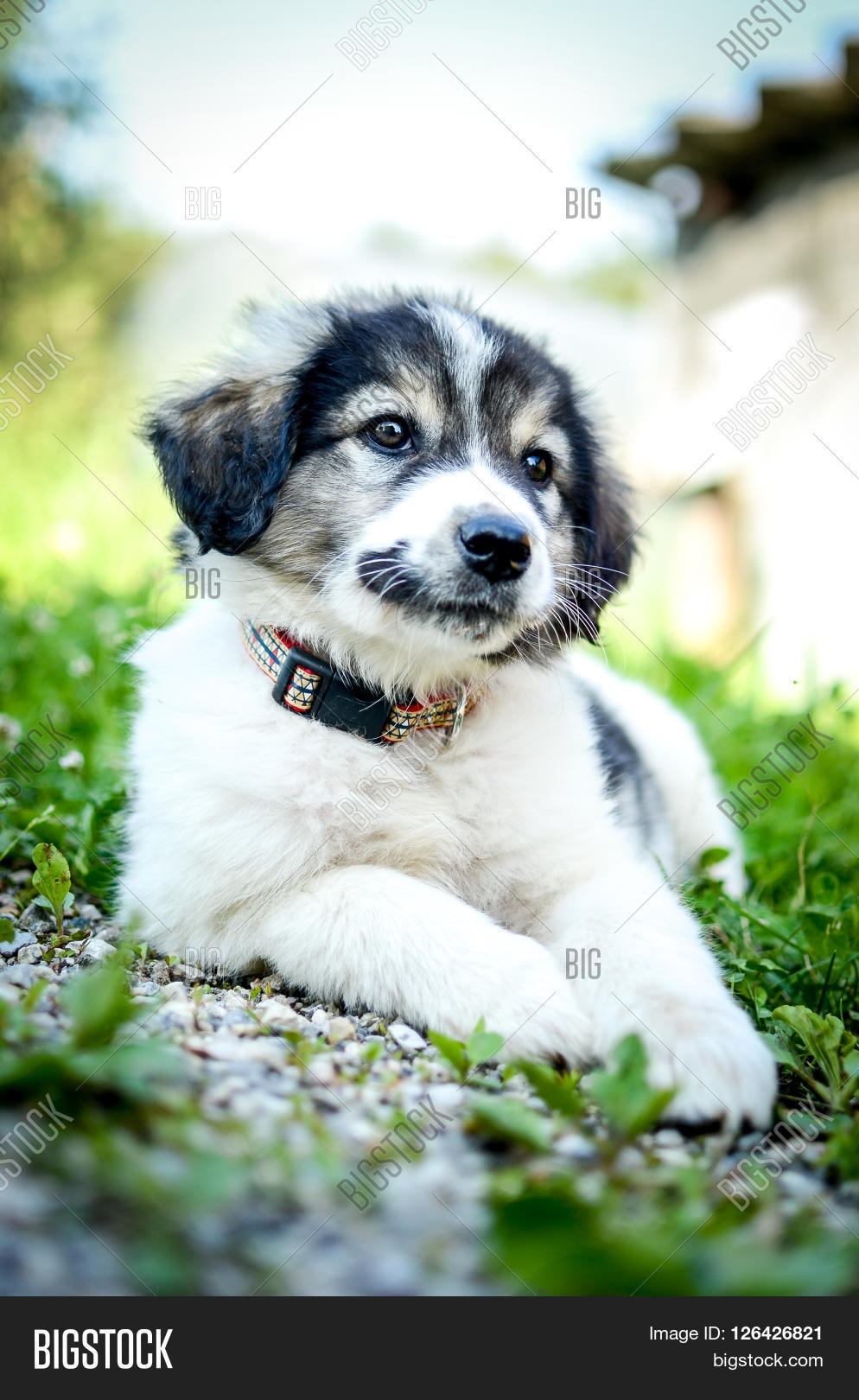 Puppy Small Dog Image & Photo (Free Trial) | Bigstock