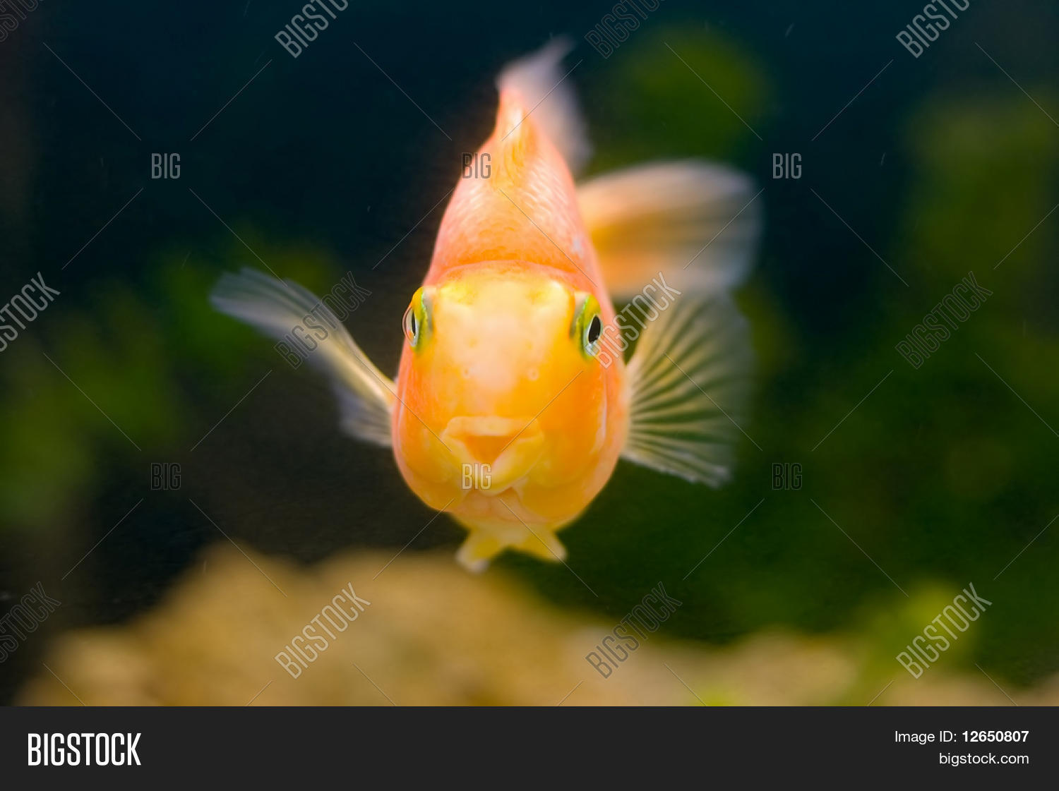 Gold Fish Smile Slose Image & Photo (Free Trial) | Bigstock