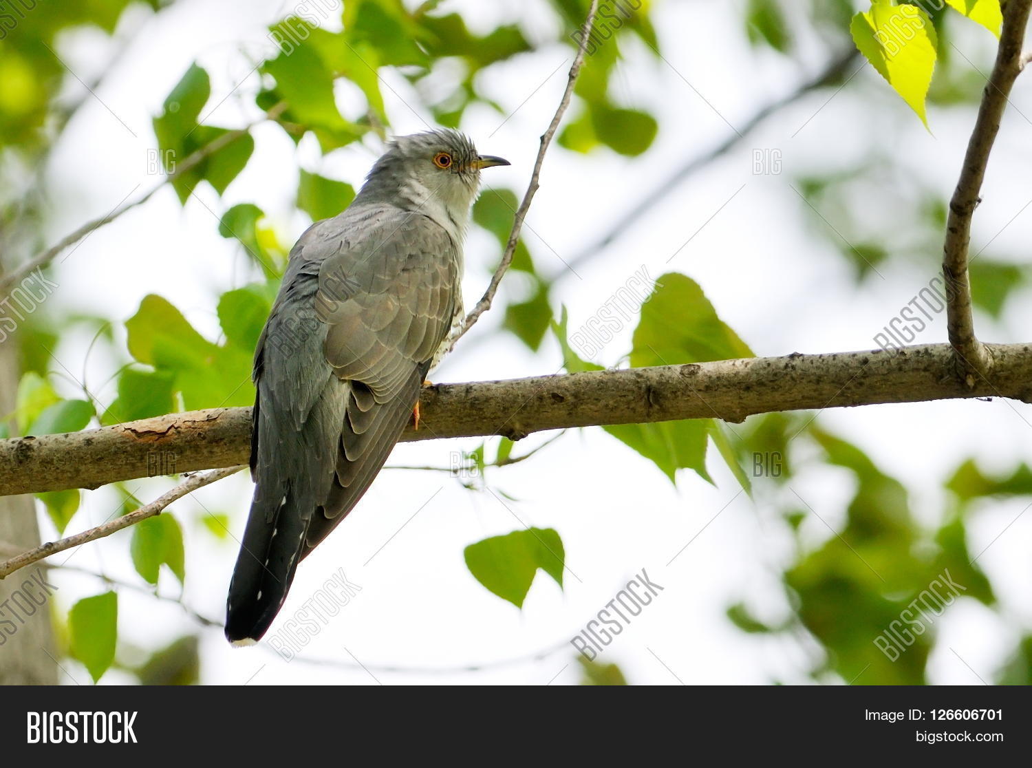 Common Cuckoo Natural Image & Photo (Free Trial) | Bigstock