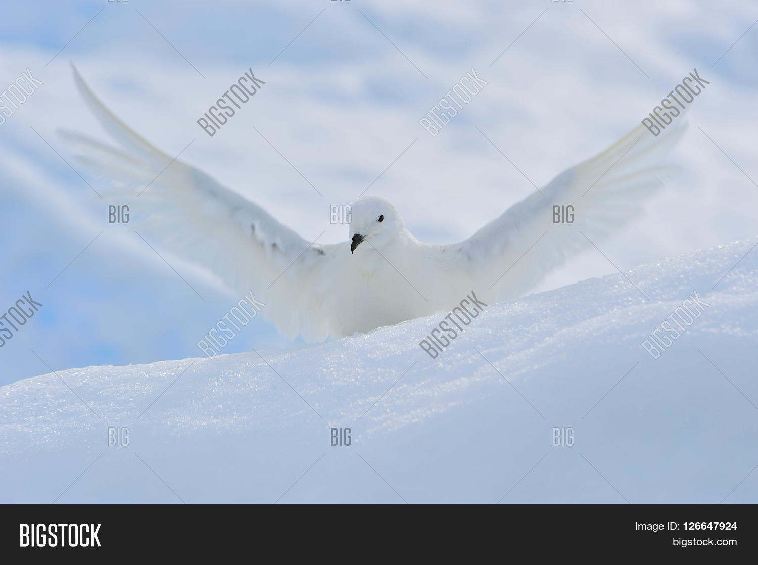 Snow Petrel Standing Image & Photo (Free Trial) | Bigstock