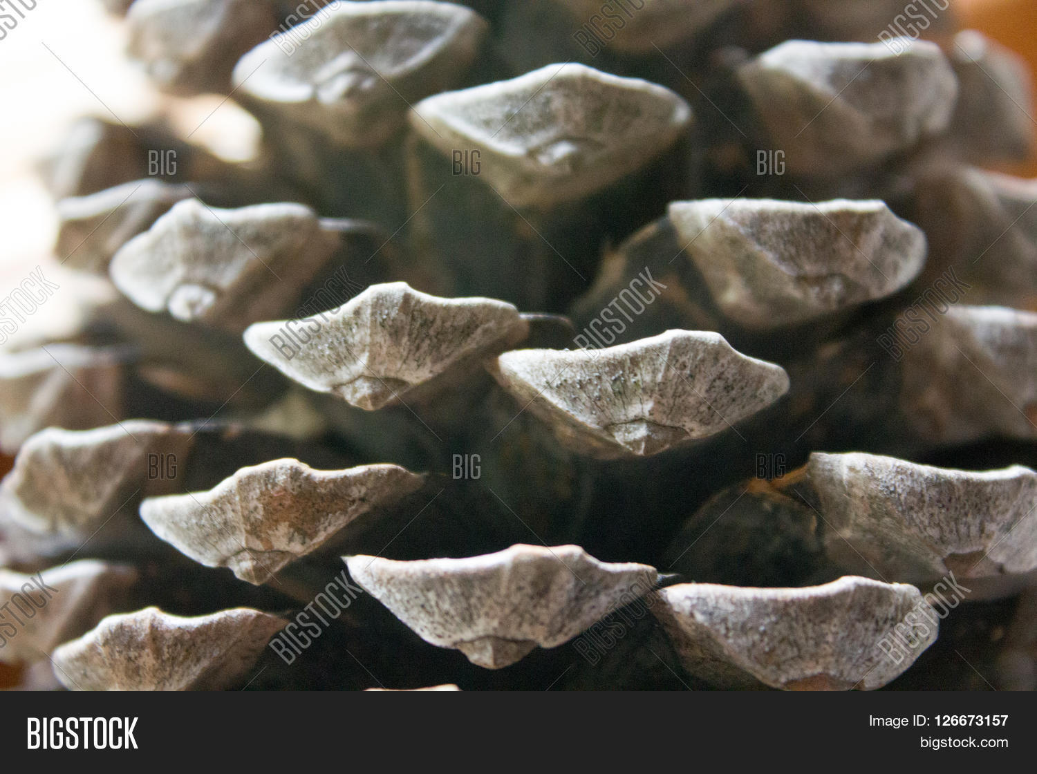 Photo Pine Cone Image & Photo (Free Trial) | Bigstock