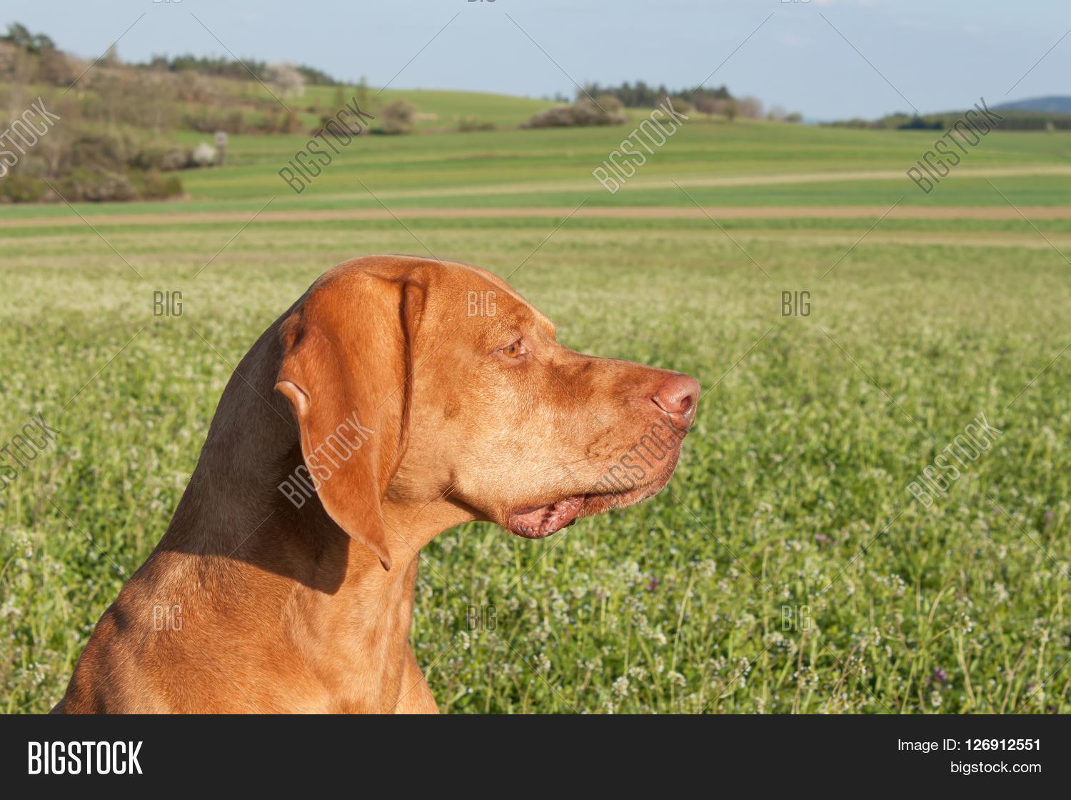 Imagen y foto Hungarian Hunting (prueba gratis) | Bigstock
