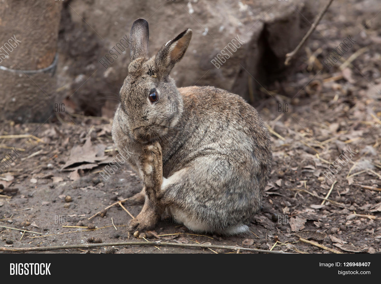 European Rabbit ( Image & Photo (Free Trial) | Bigstock