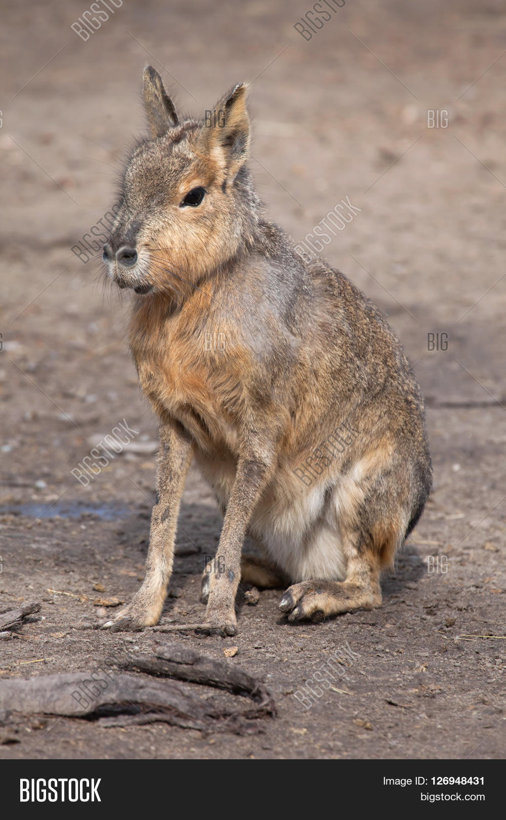 Patagonian Mara ( Image & Photo (Free Trial) | Bigstock