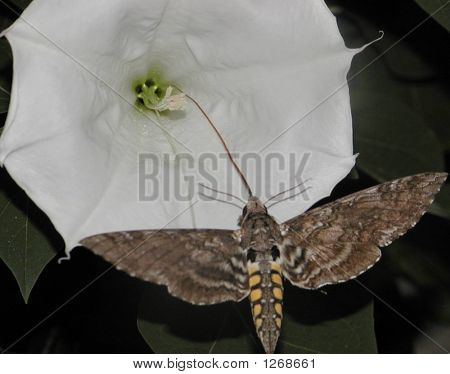 Hummingbird Moth Moon Image & Photo (Free Trial) | Bigstock