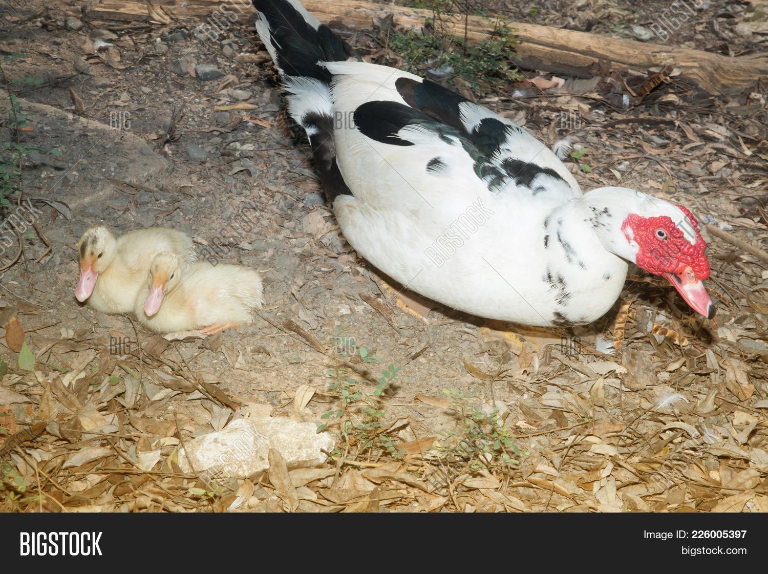 Muscovy Duck Mother Image & Photo (Free Trial) | Bigstock