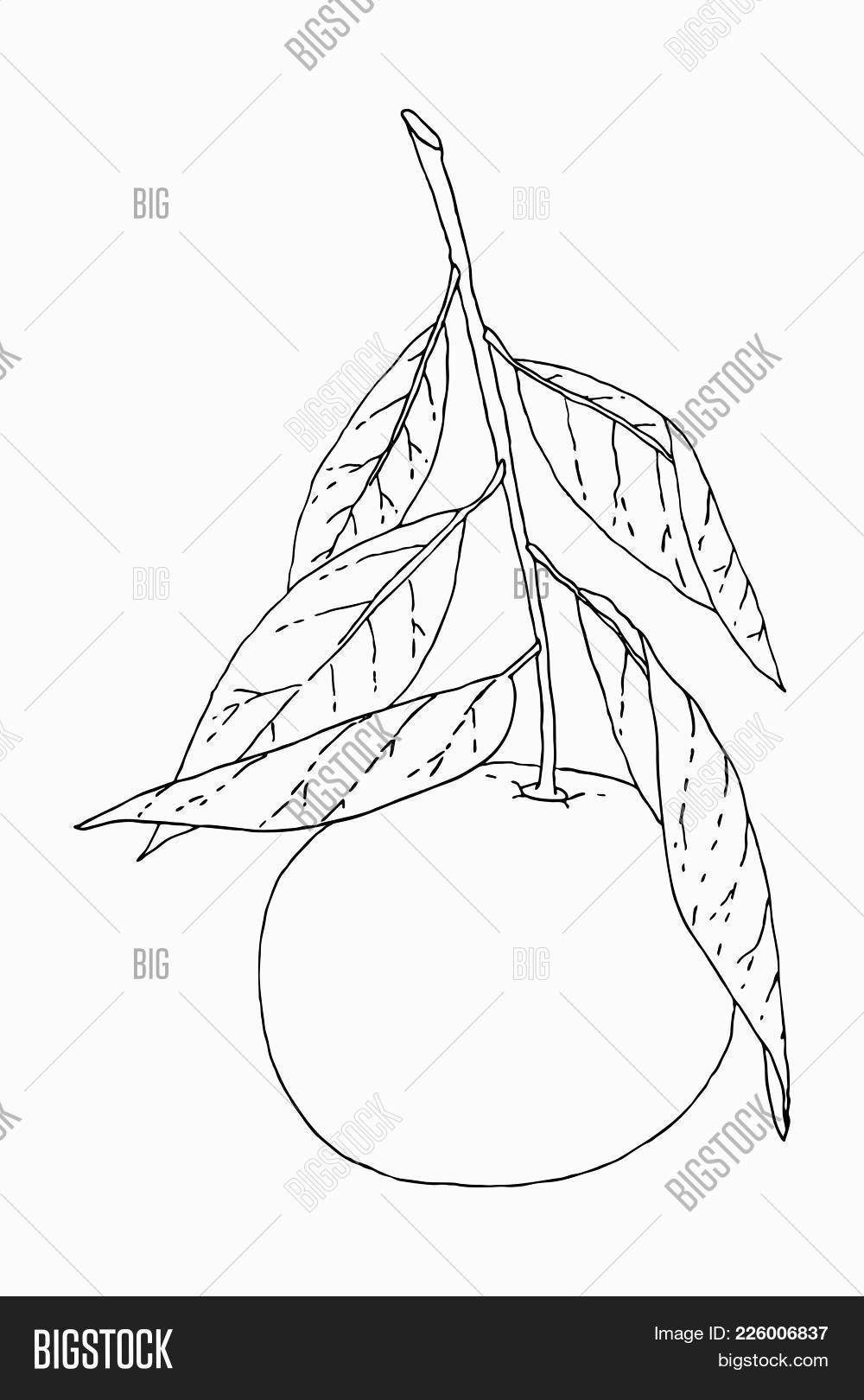 Hand Drawn Tangerine Vector & Photo (Free Trial) | Bigstock