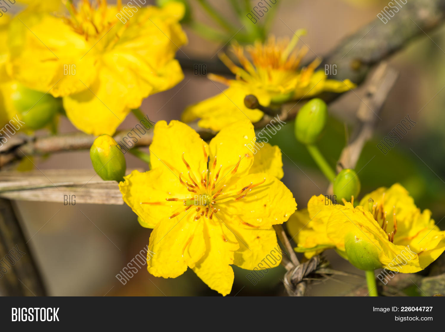 Ochna Integerrima, Image & Photo (Free Trial) | Bigstock