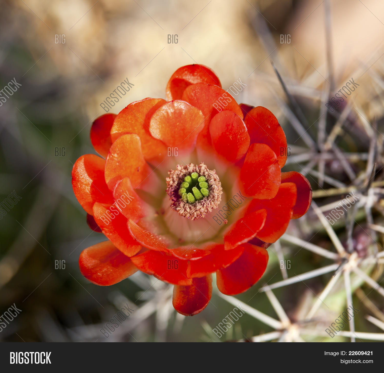 Orange Cactus Flower Image & Photo (Free Trial) | Bigstock