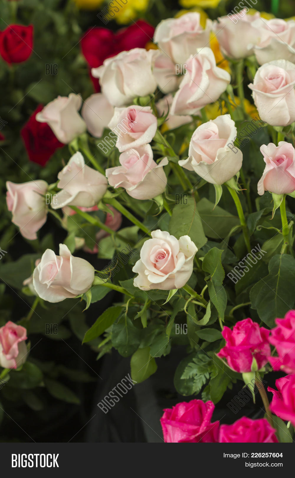 Pink Weding Rose, Image & Photo (Free Trial) | Bigstock