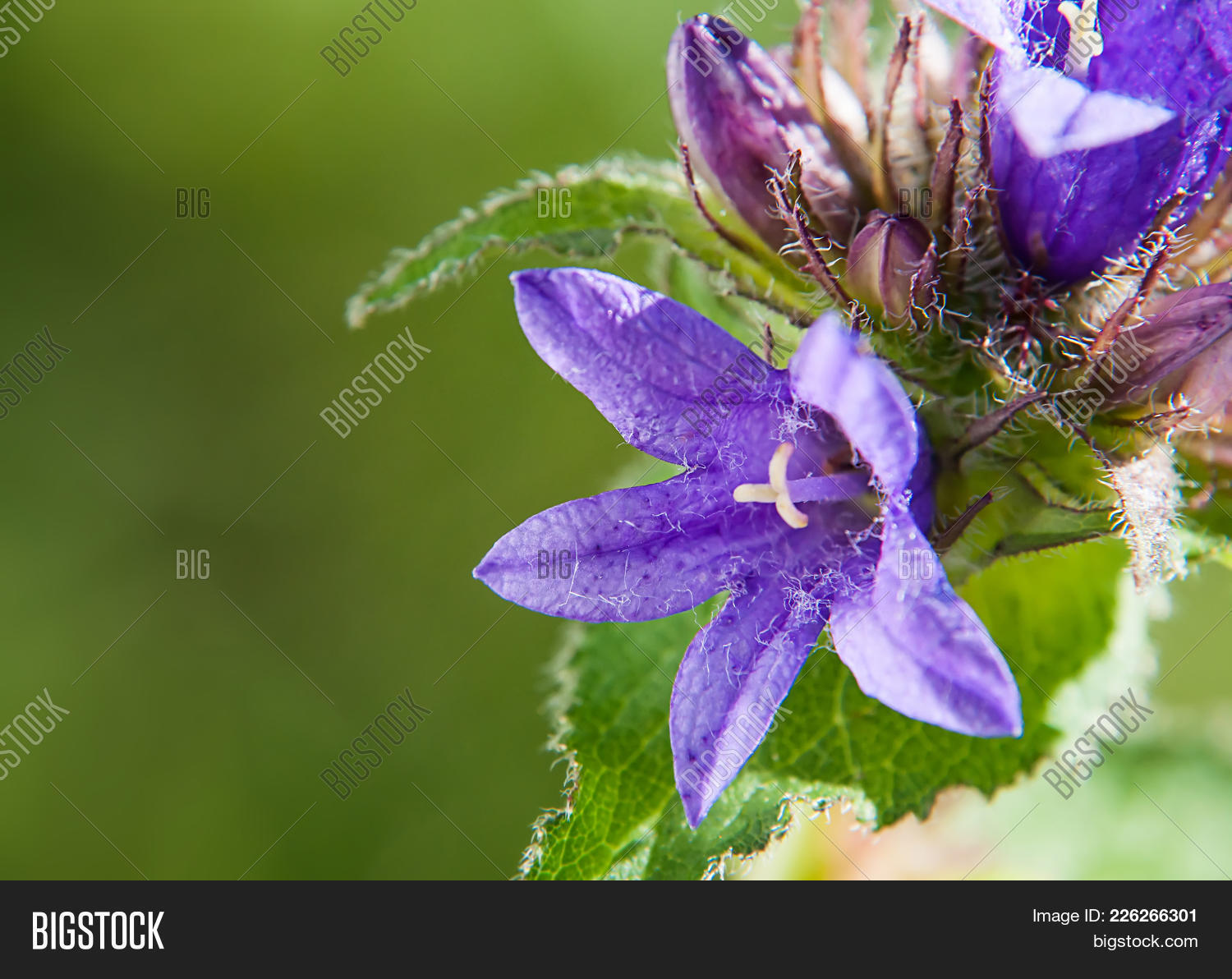 Beautiful Bluebells Image & Photo (Free Trial) | Bigstock