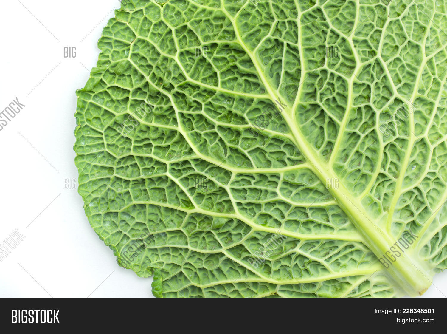 One Savoy Cabbage Leaf Image & Photo (Free Trial) | Bigstock