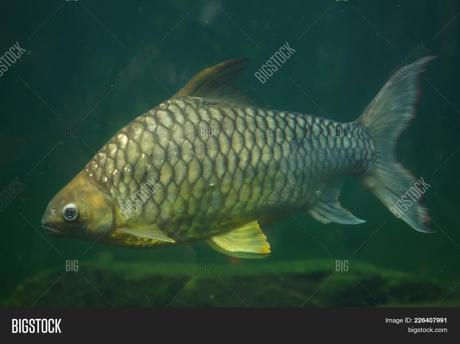 Yellow Eyed Silver Image & Photo (Free Trial) | Bigstock