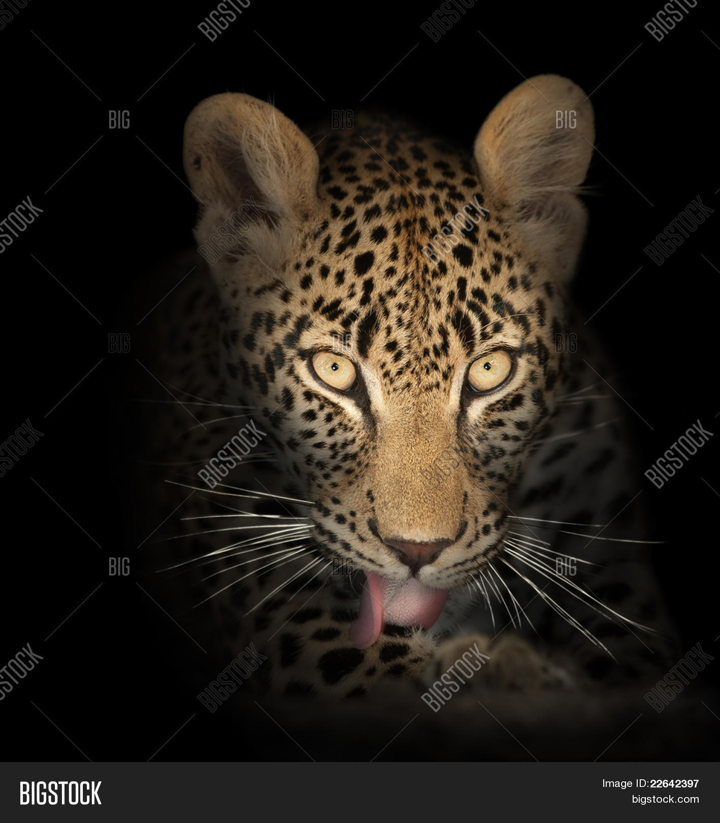 Leopard Face Close- Image & Photo (Free Trial) | Bigstock