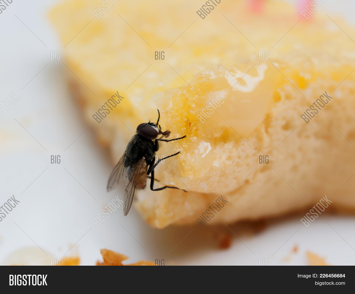 House Flies On Bread Image & Photo (Free Trial) | Bigstock