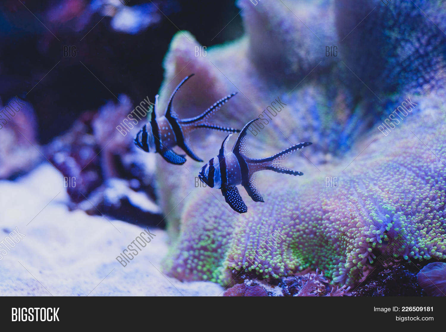 Pterapogon Kauderni, Image & Photo (Free Trial) | Bigstock