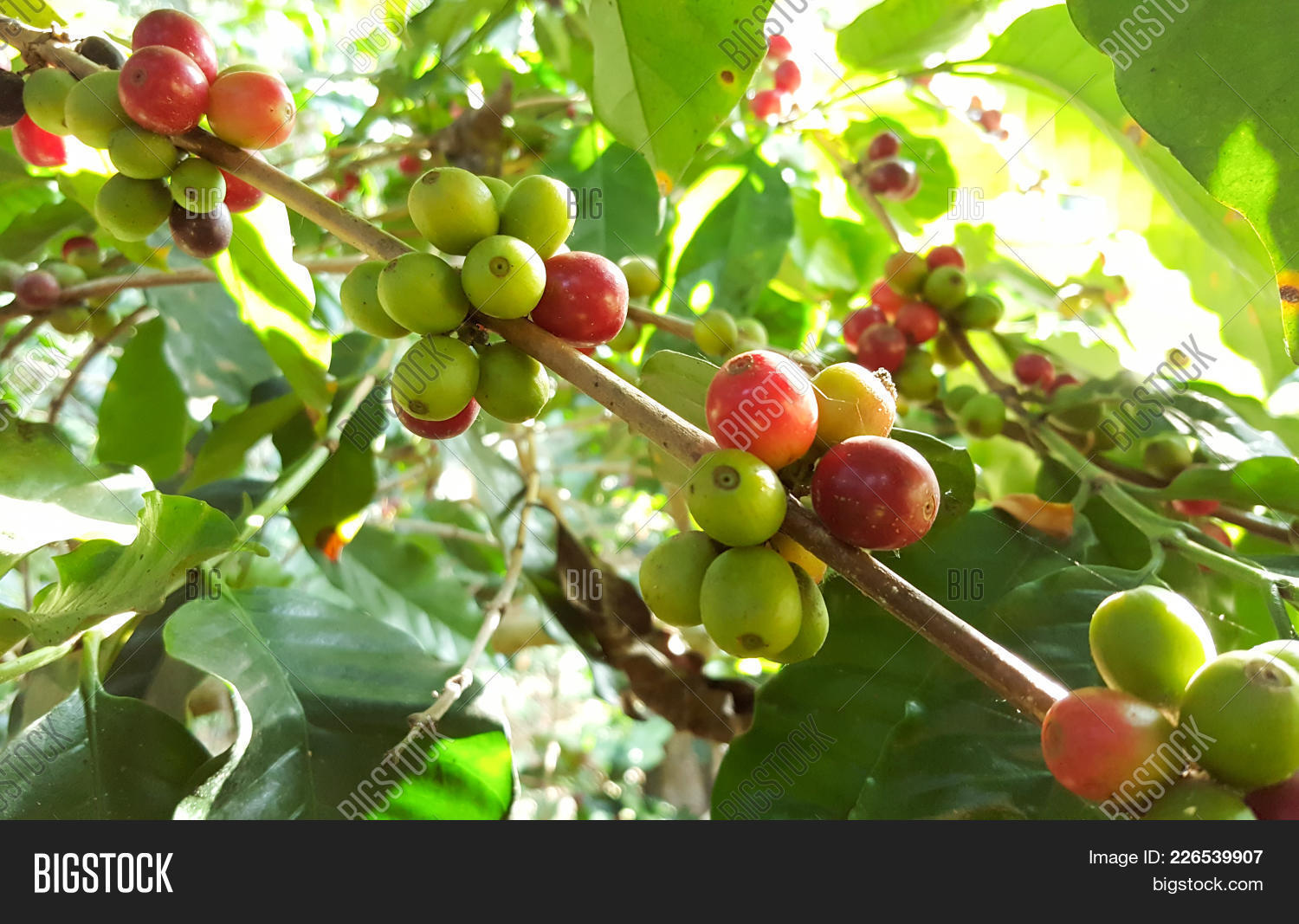 Arabica Coffee Tree Image & Photo (Free Trial) | Bigstock
