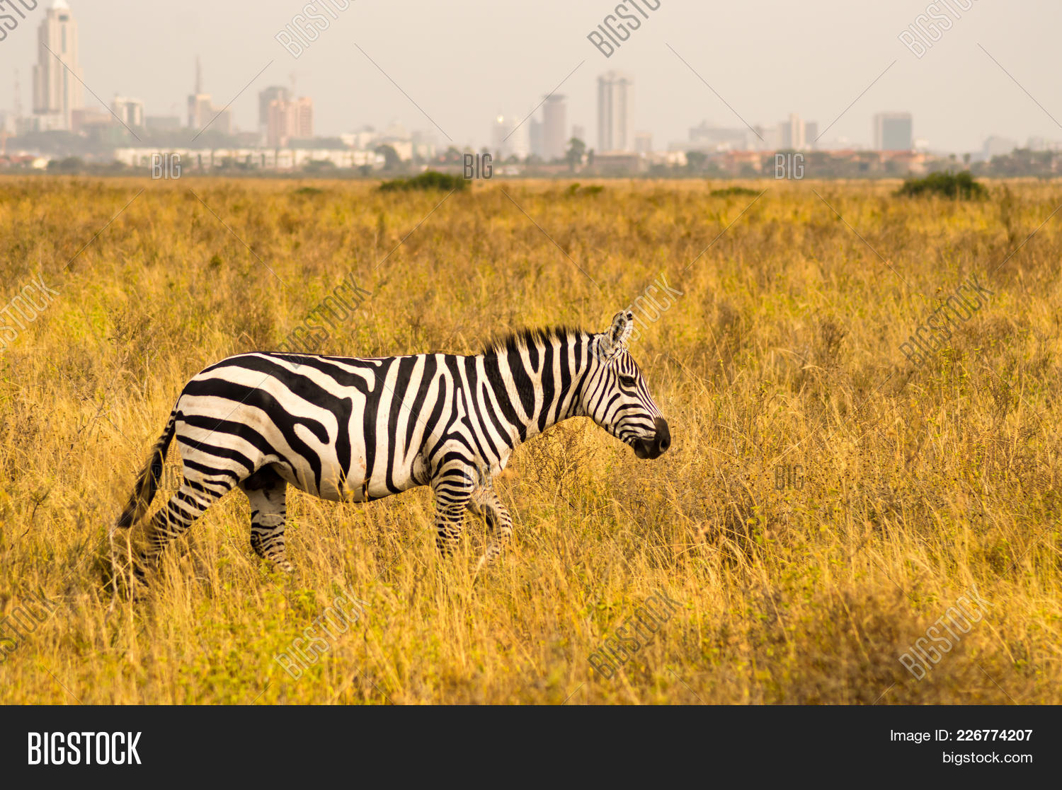 Isolated Zebra Image & Photo (Free Trial) | Bigstock