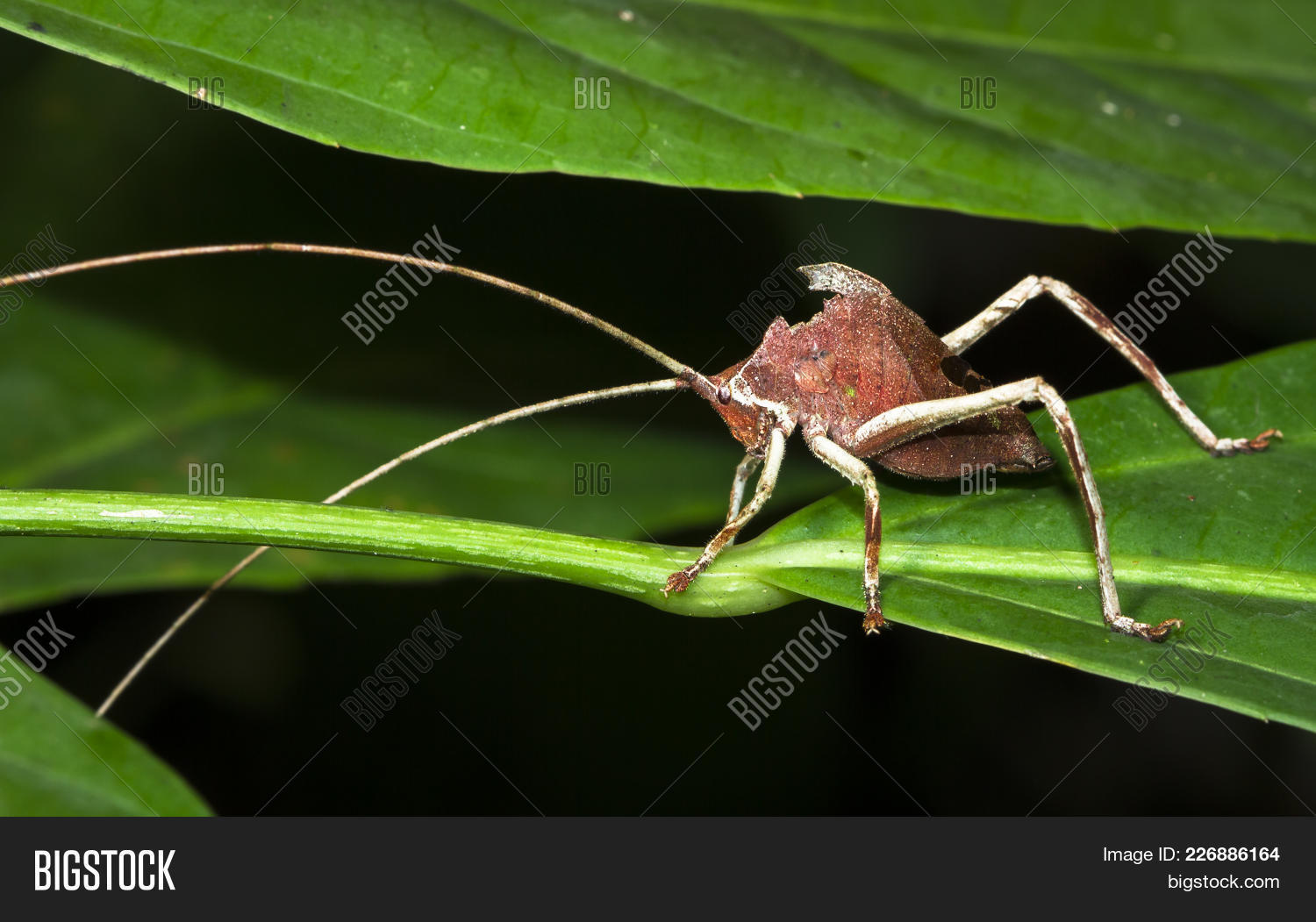Leaf-mimic Katydid ( Image & Photo (Free Trial) | Bigstock