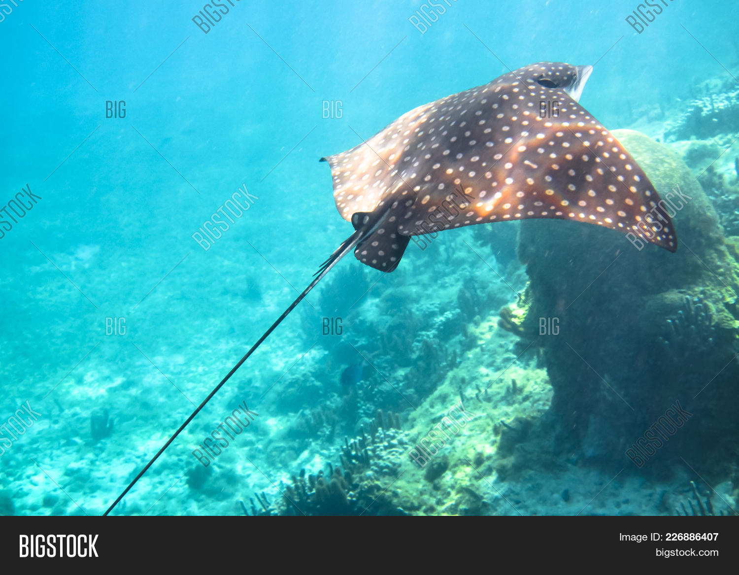 Spotted Eagle Ray ( Image & Photo (Free Trial) | Bigstock