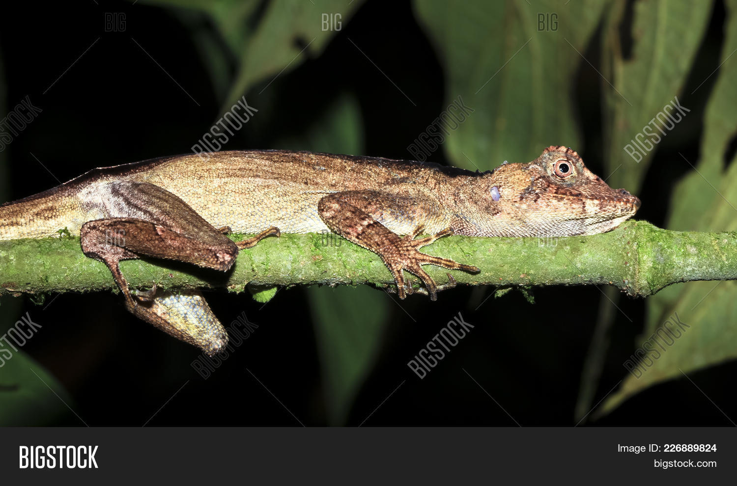 Female Bighead Anole ( Image & Photo (Free Trial) | Bigstock