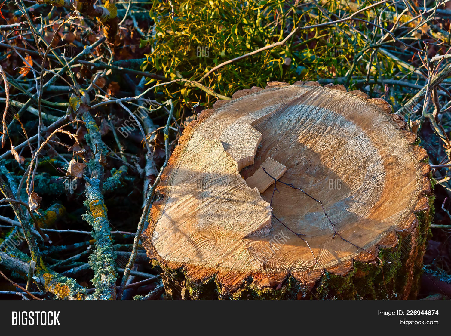 Stump Felled Tree, Saw Image & Photo (Free Trial) | Bigstock