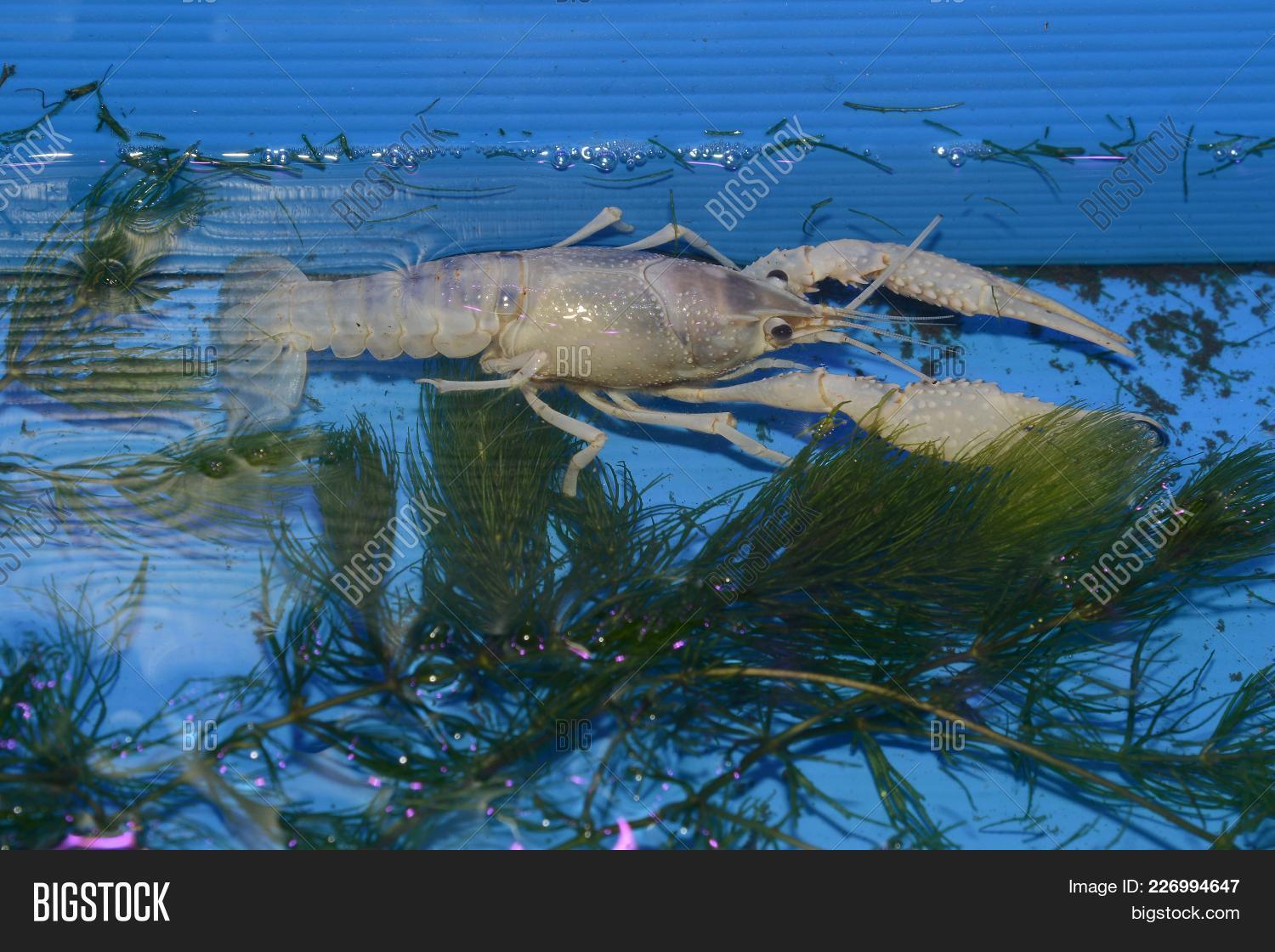 Colorful Crayfish ( Image & Photo (Free Trial) | Bigstock