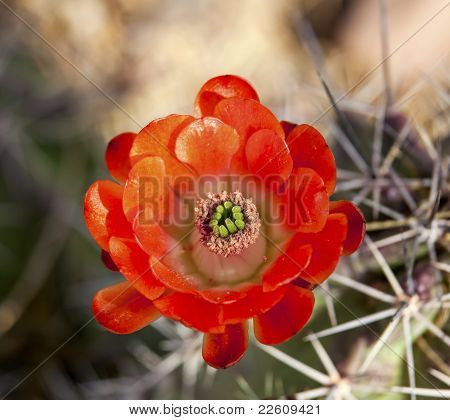 Orange Cactus Flower Image & Photo (Free Trial) | Bigstock